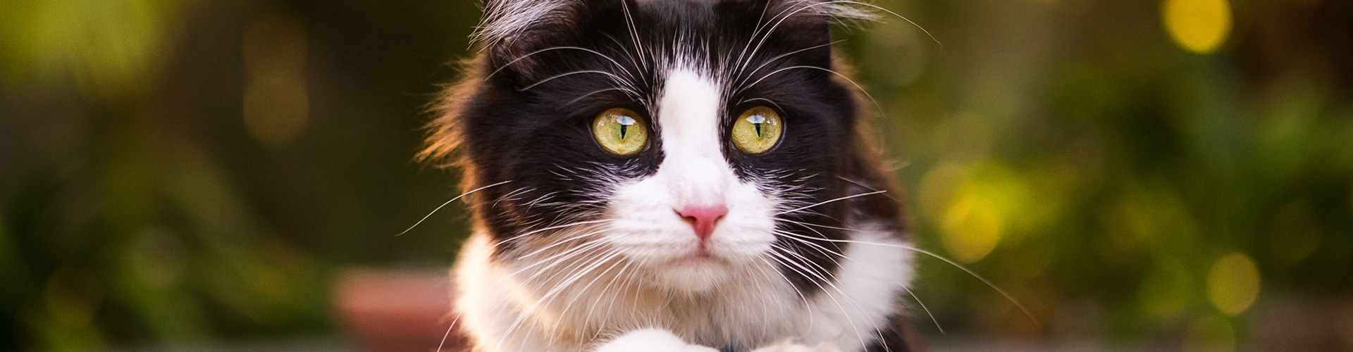 Stress-Free Cat Transport Service with Expert Care