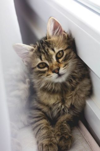How Much Does it Cost to Fly a Cat Internationally?