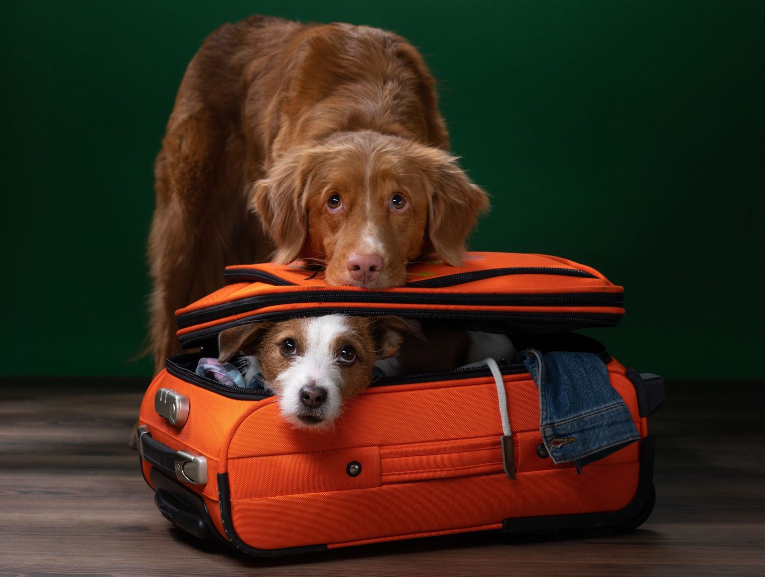 How to Fly With a Large Dog - Pet Express