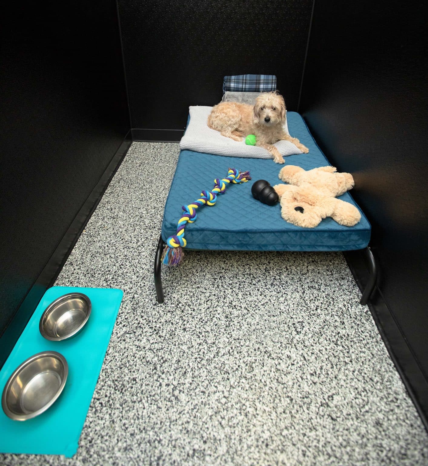 Pet Hotel & Boarding in Los Angeles - Pet Express